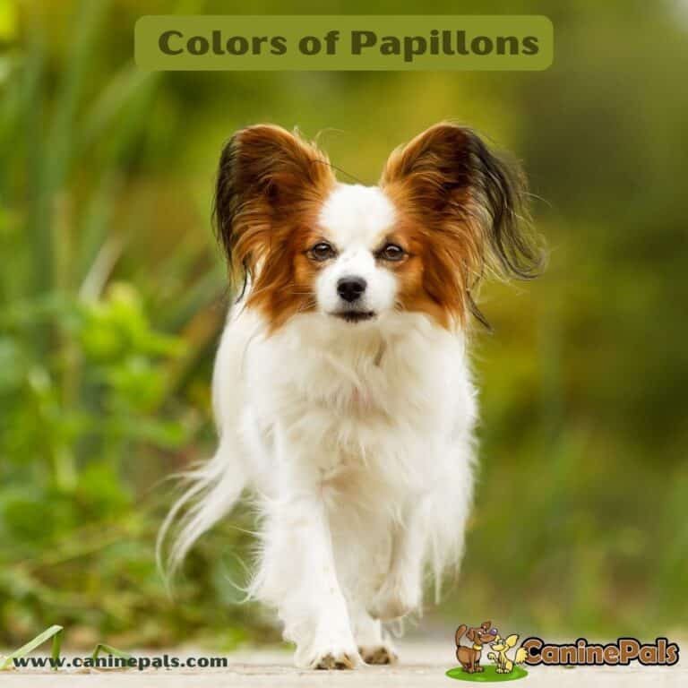 A Look into Papillon Dog Colors and Their Personality Traits - Canine Pals