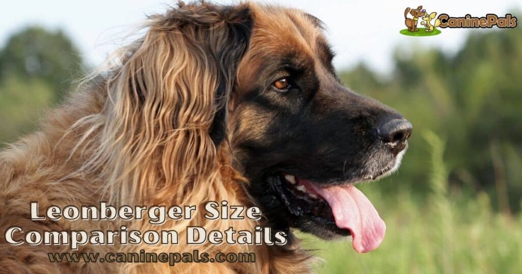 Leonberger Size Comparison Details - Canine Pals
