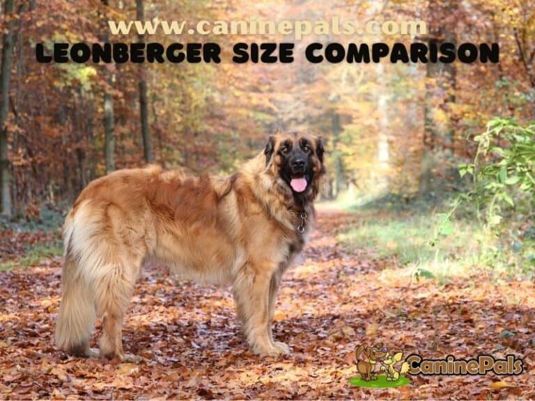 Leonberger Size Comparison Details - Canine Pals