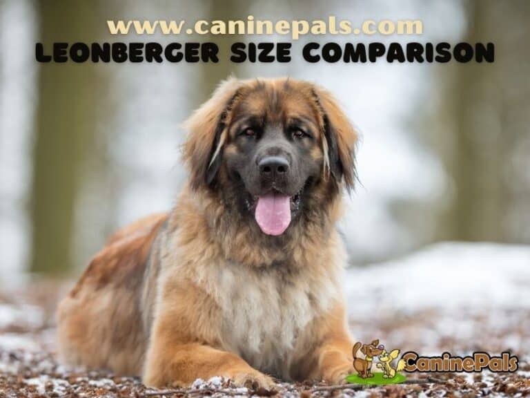 Leonberger Size Comparison Details - Canine Pals