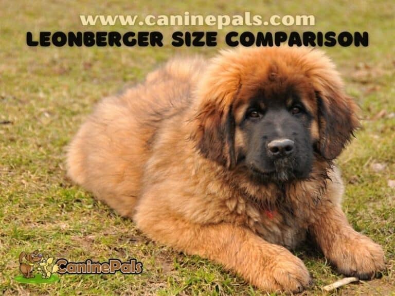 Leonberger Size Comparison Details - Canine Pals