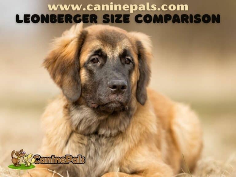 Leonberger Size Comparison Details - Canine Pals