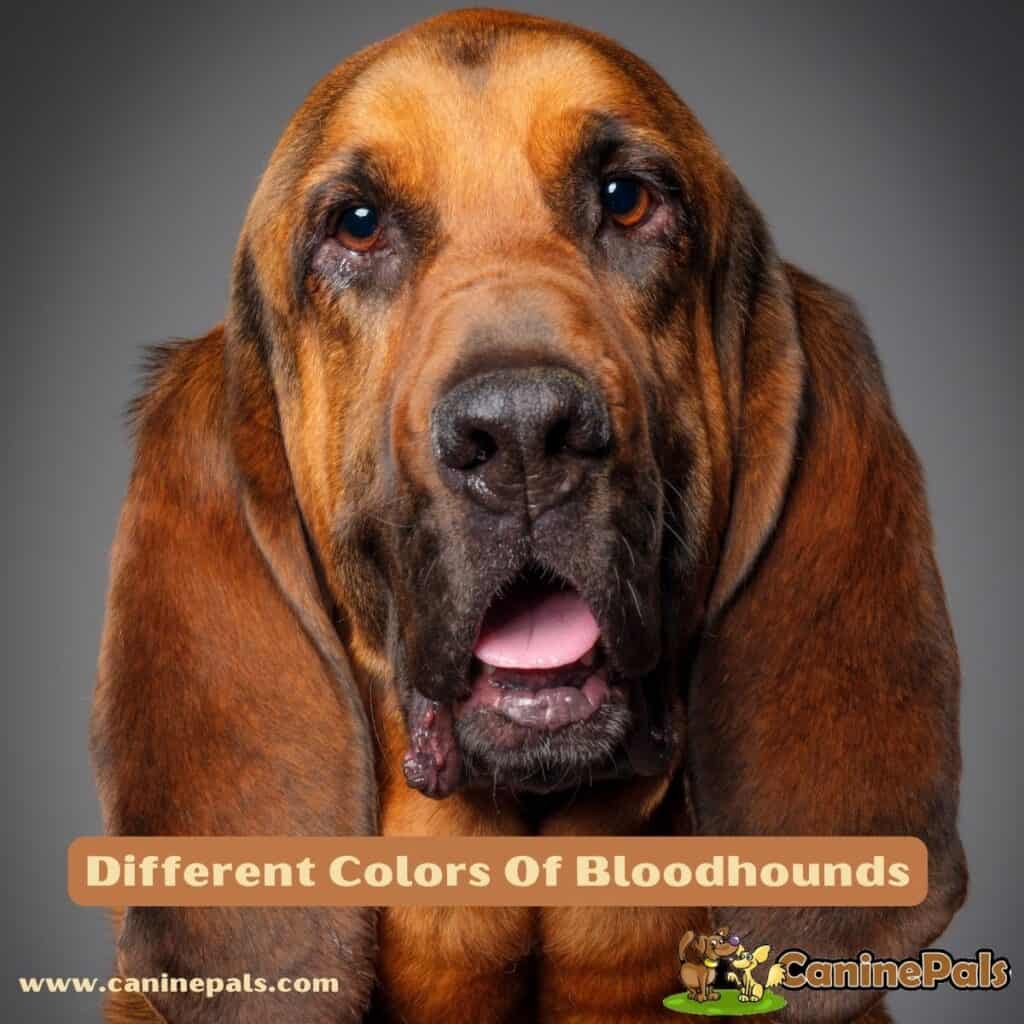Different Colors Of Bloodhounds - All You Need to Know. - Canine Pals