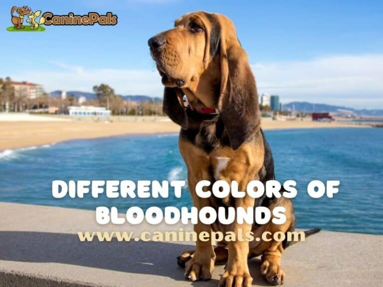 Different Colors Of Bloodhounds - All You Need to Know. - Canine Pals