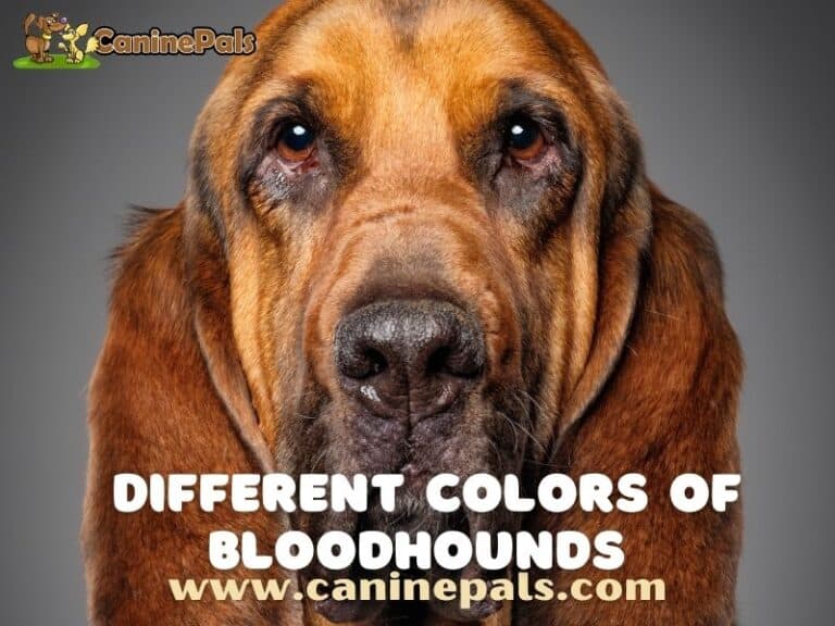 Different Colors Of Bloodhounds - All You Need to Know. - Canine Pals