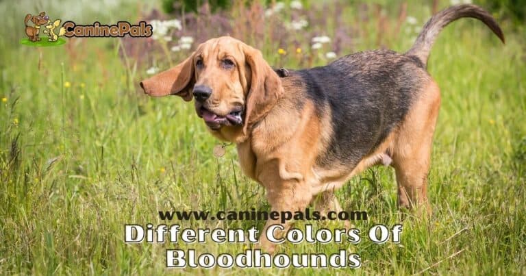 Different Colors Of Bloodhounds - All You Need to Know. - Canine Pals