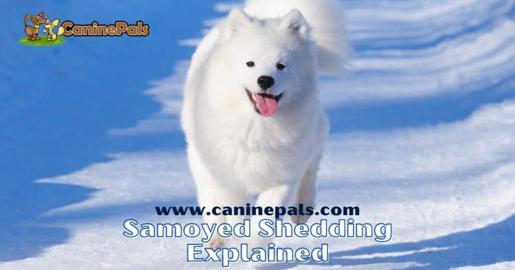 Do Samoyeds Shed? An extensive Guide to Samoyed Shedding - Canine Pals