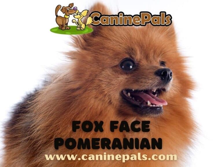 Everything You Need To Know About The Fox Face Pomeranian Before ...