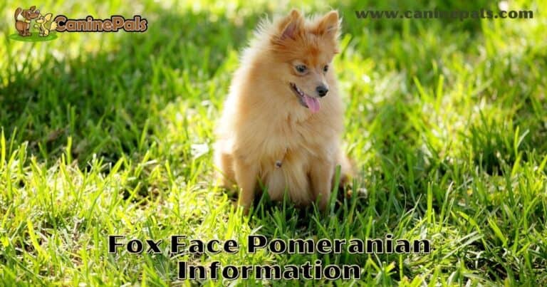 Everything You Need To Know About The Fox Face Pomeranian Before ...