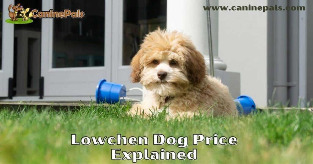 Lowchen Dog Price: Why Are Little Lion Dogs Expensive? - Canine Pals