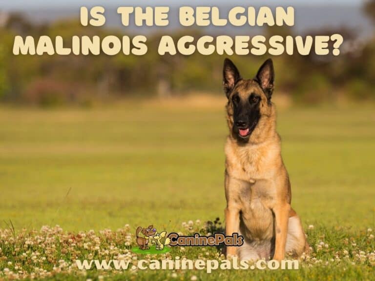 Is The Belgian Malinois Aggressive? Find Out The Facts - Canine Pals