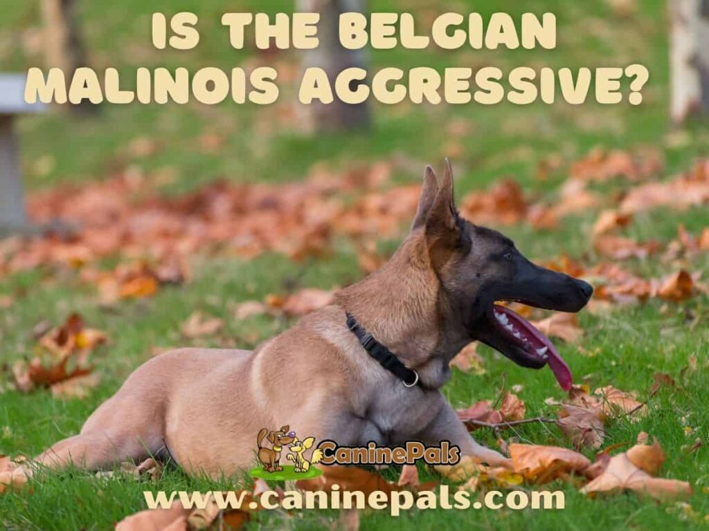Is The Belgian Malinois Aggressive? Find Out The Facts - Canine Pals