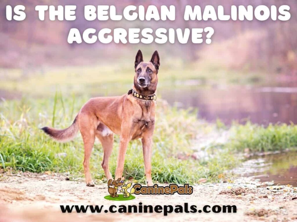 Is The Belgian Malinois Aggressive? Find Out The Facts - Canine Pals