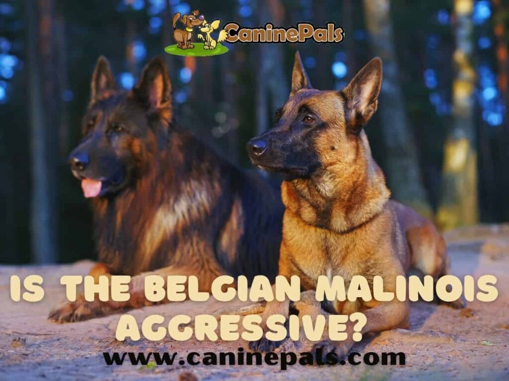 Is The Belgian Malinois Aggressive? Find Out The Facts - Canine Pals