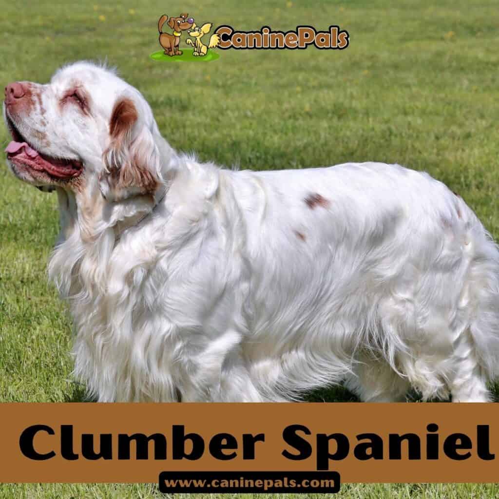 Clumber Spaniel - Canine Pals