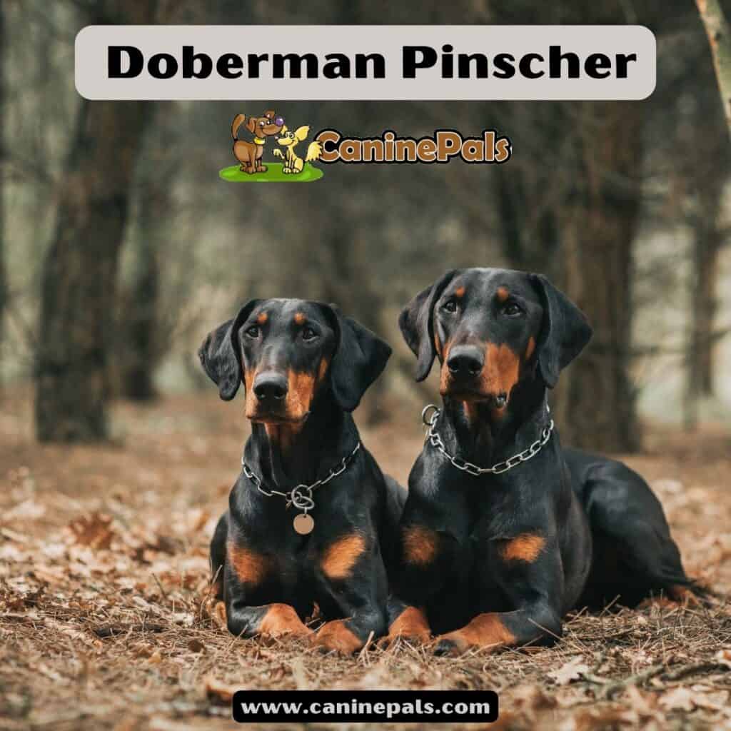 Doberman Pinscher - Canine Pals