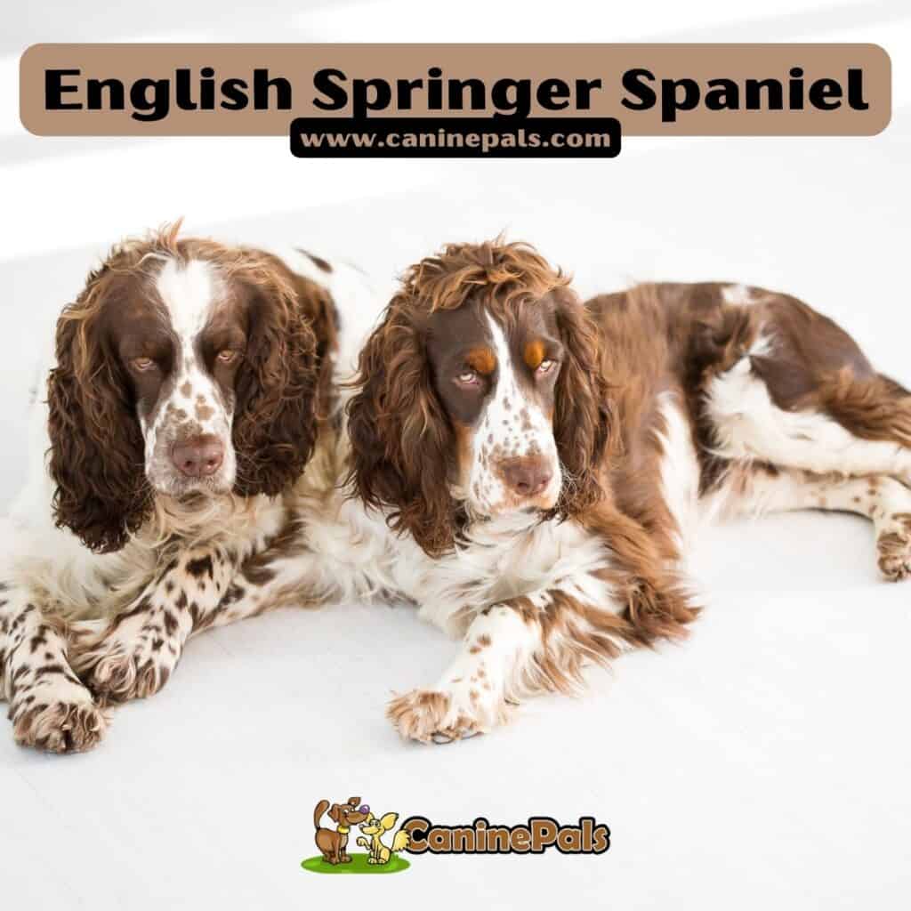 English Springer Spaniels - Canine Pals