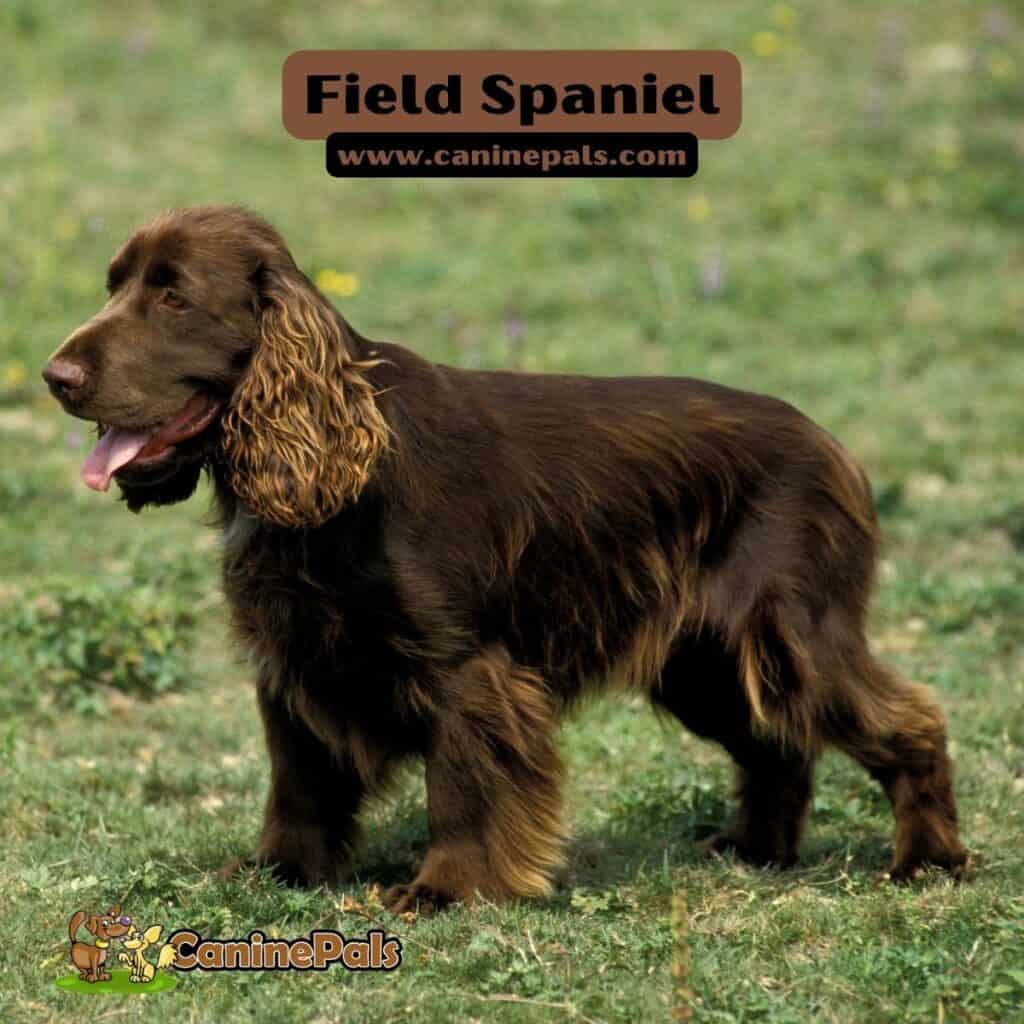 Field Spaniel - Canine Pals