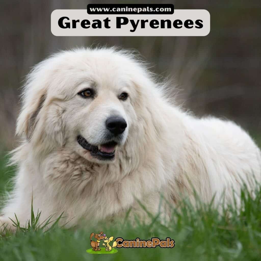 Great Pyrenees - Canine Pals