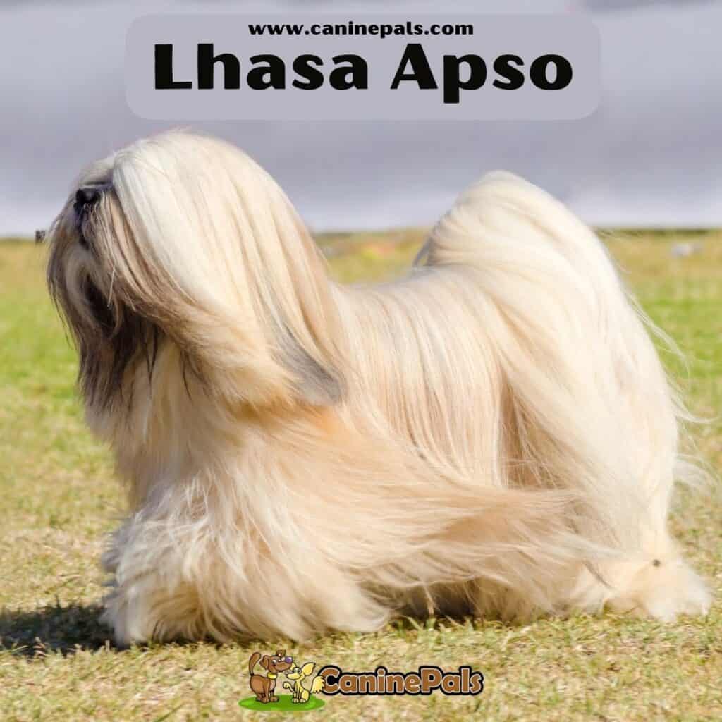 Lhasa Apso - Canine Pals