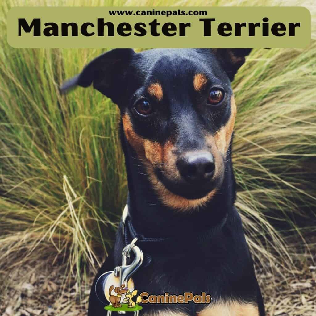 Manchester Terrier - Canine Pals