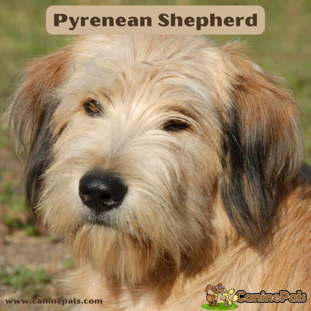 Pyrenean Shepherd - Canine Pals