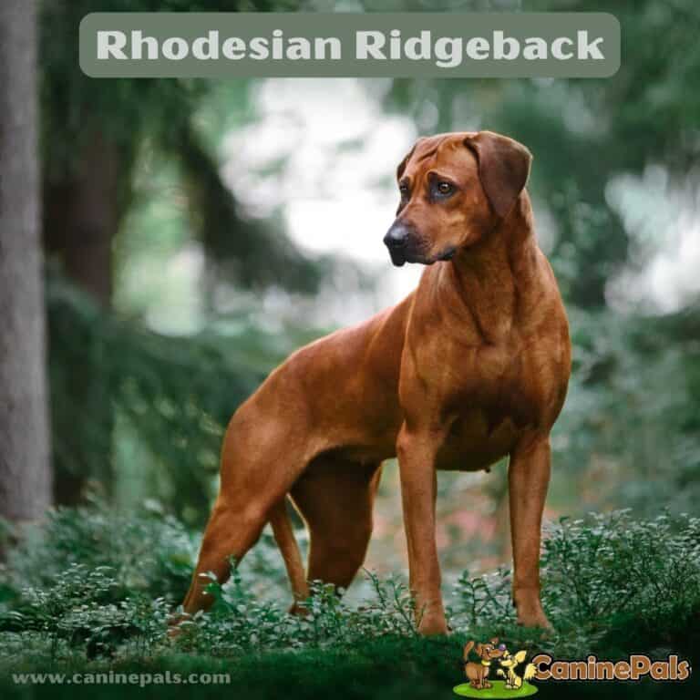 Rhodesian Ridgeback - Canine Pals