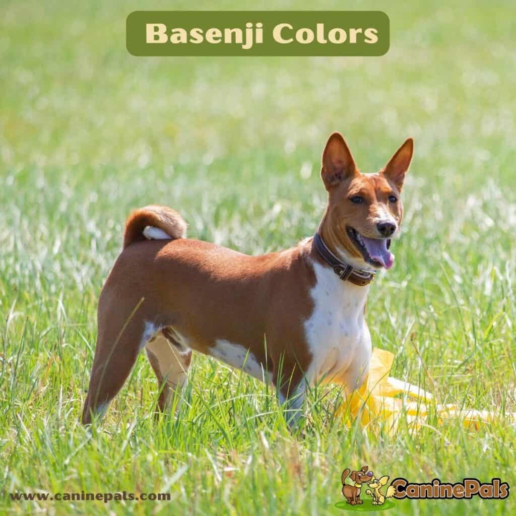 Get to Know all the Different Basenji Colors - Canine Pals