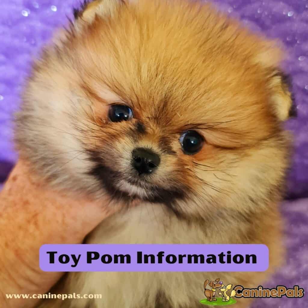 Toy Pomeranian Price Information and Pomeranian Facts - Canine Pals