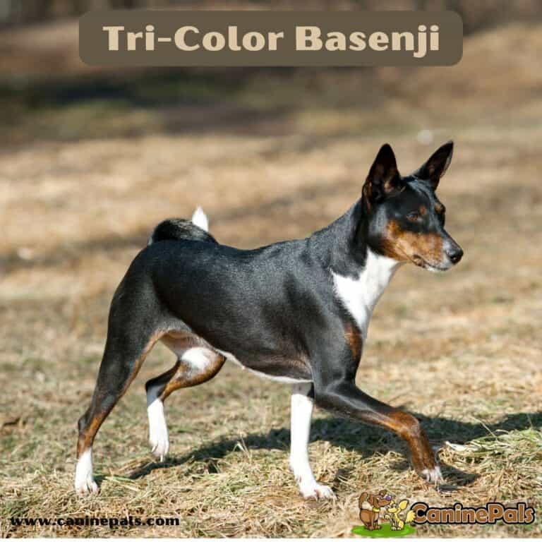Get to Know all the Different Basenji Colors - Canine Pals