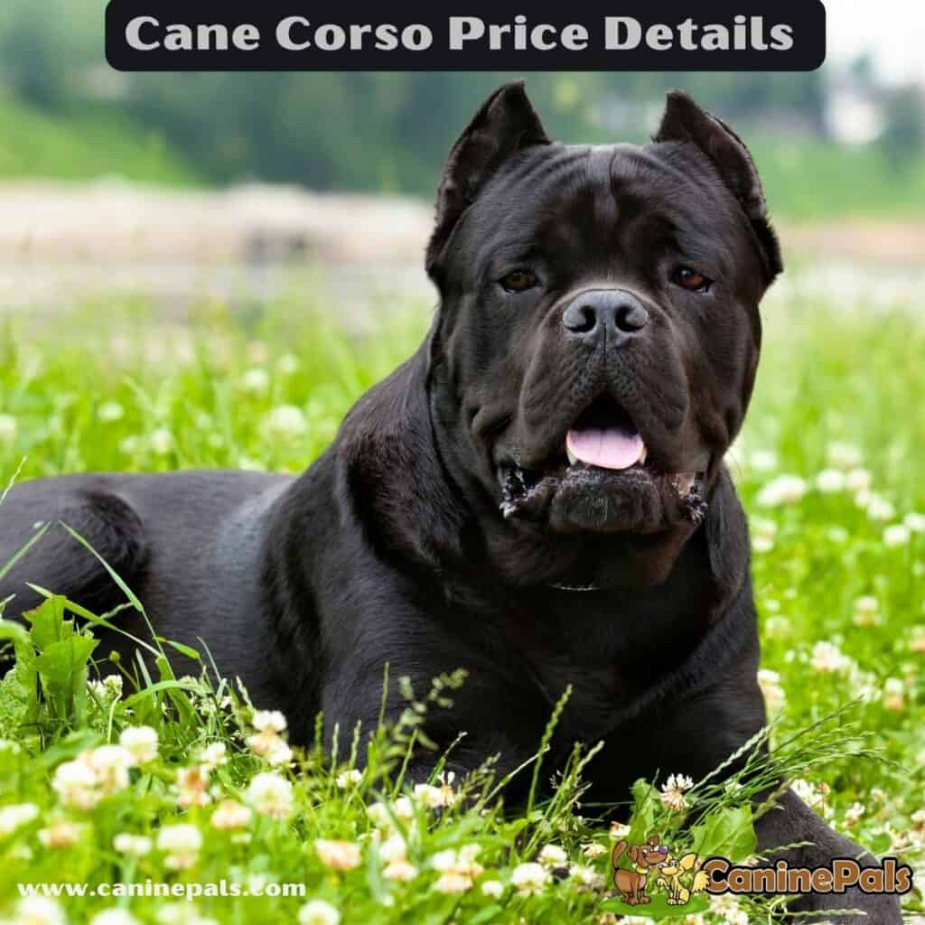 Complete Cane Corso Price Details - Canine Pals