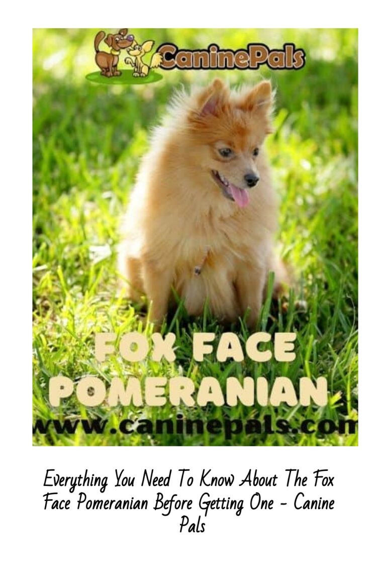 Everything You Need To Know About The Fox Face Pomeranian Before ...