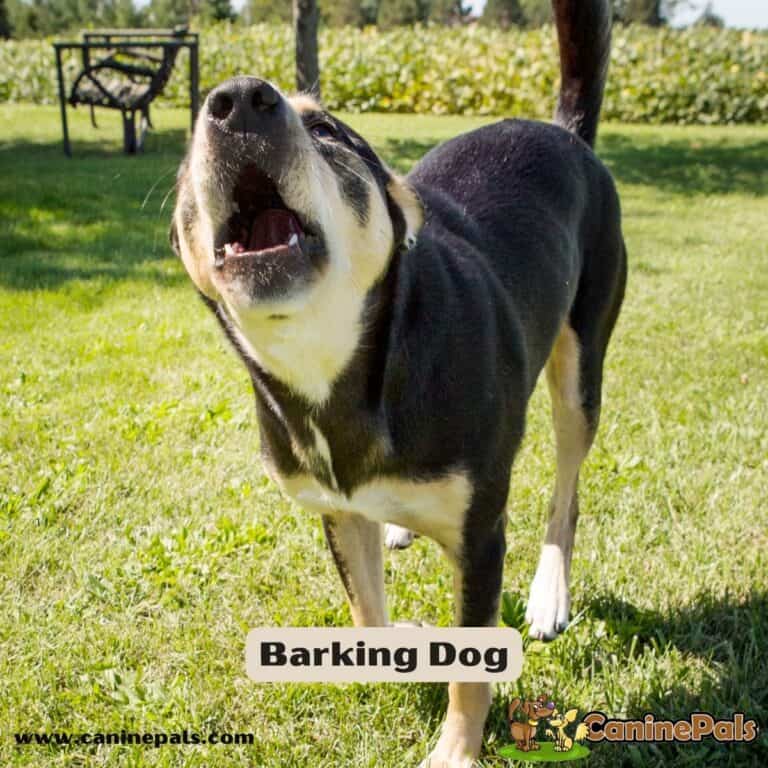 My Dog Barks All Day While I Am at Work-Try These Expert Tips! - Canine ...