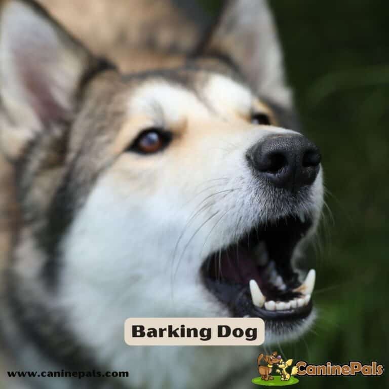 My Dog Barks All Day While I Am at Work-Try These Expert Tips! - Canine ...