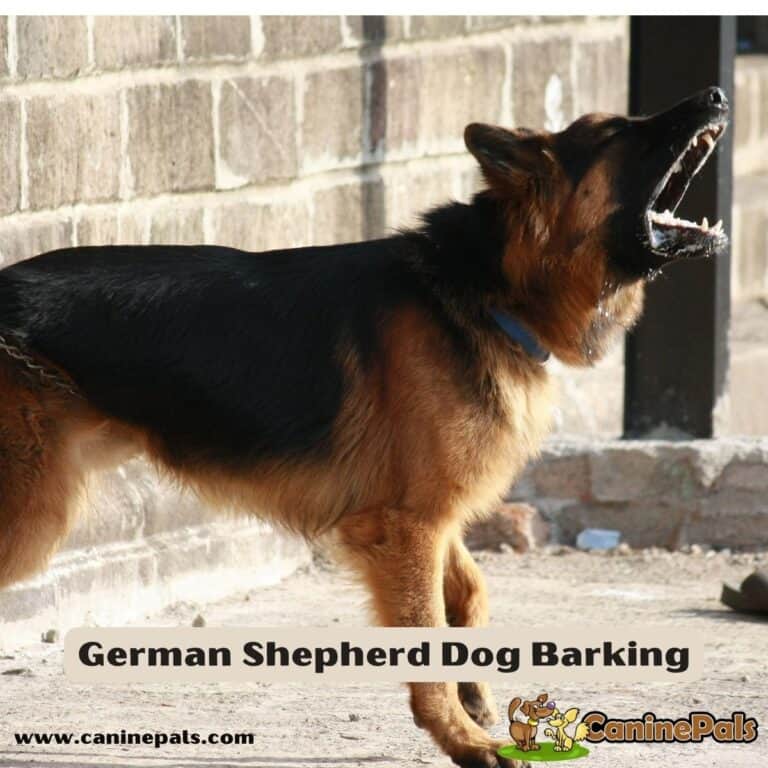 My Dog Barks All Day While I Am at Work-Try These Expert Tips! - Canine ...