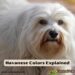 Havanese Colors Explained | Most Desirable Havanese Dog Colors - Canine Pals