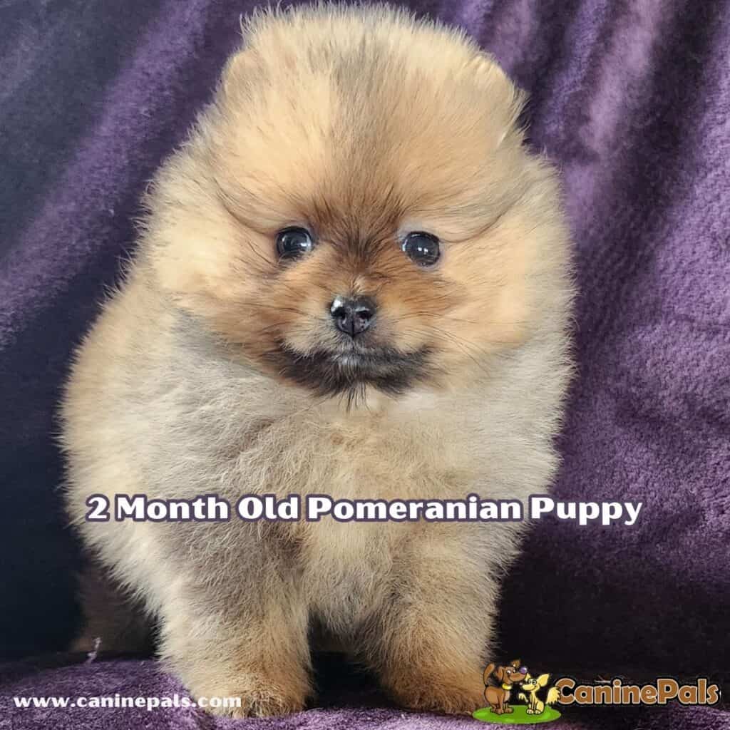 When Do Pomeranians Stop Growing? A Guide to Understanding a Pom's ...