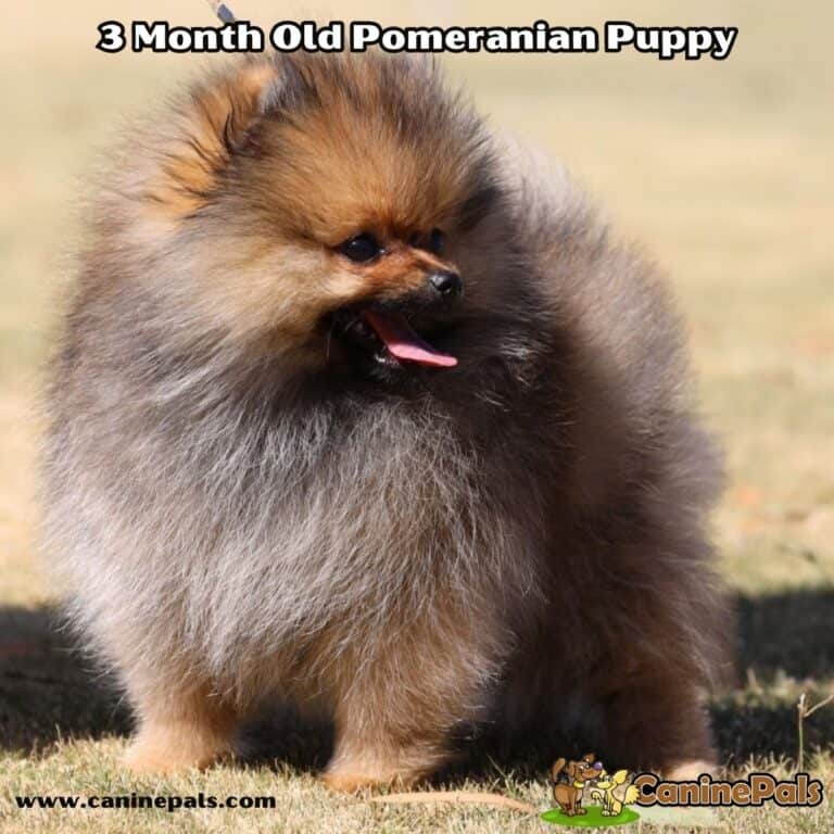 When Do Pomeranians Stop Growing? A Guide to Understanding a Pom's ...