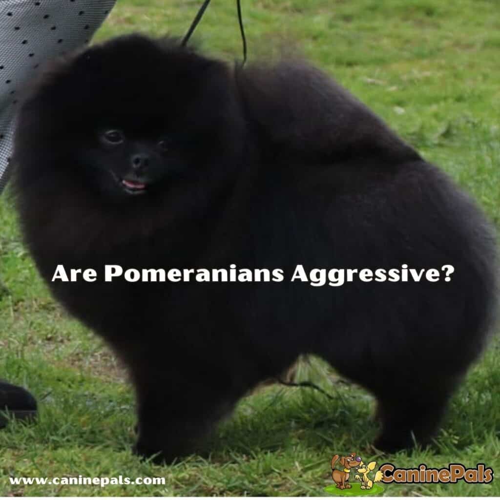 Are Pomeranians Aggressive? Expert Insights and Facts You Need to Know ...