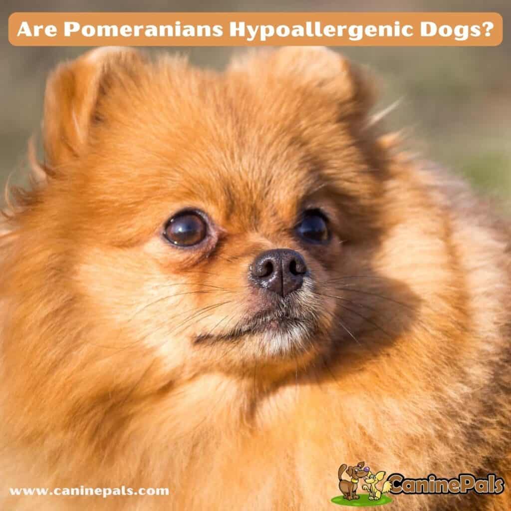 Are Pomeranians Hypoallergenic Dogs or Not? - Canine Pals