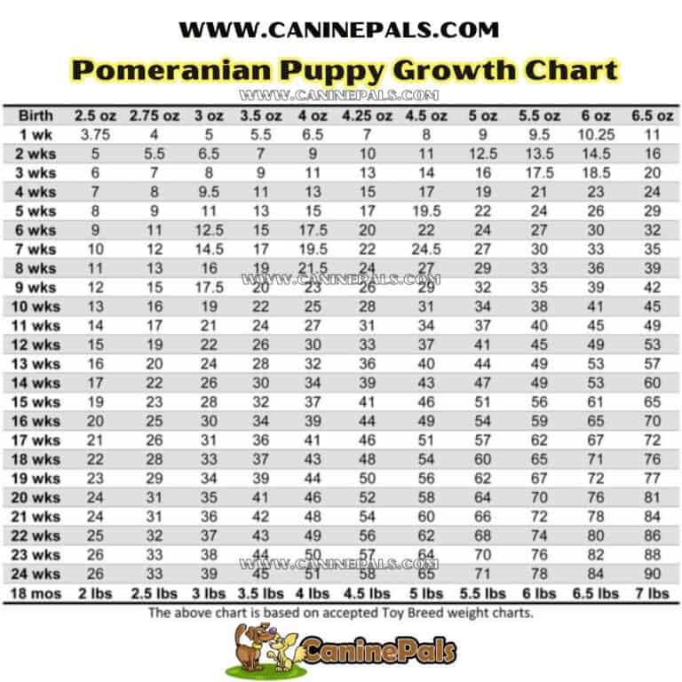 When Do Pomeranians Stop Growing? A Guide to Understanding a Pom's ...