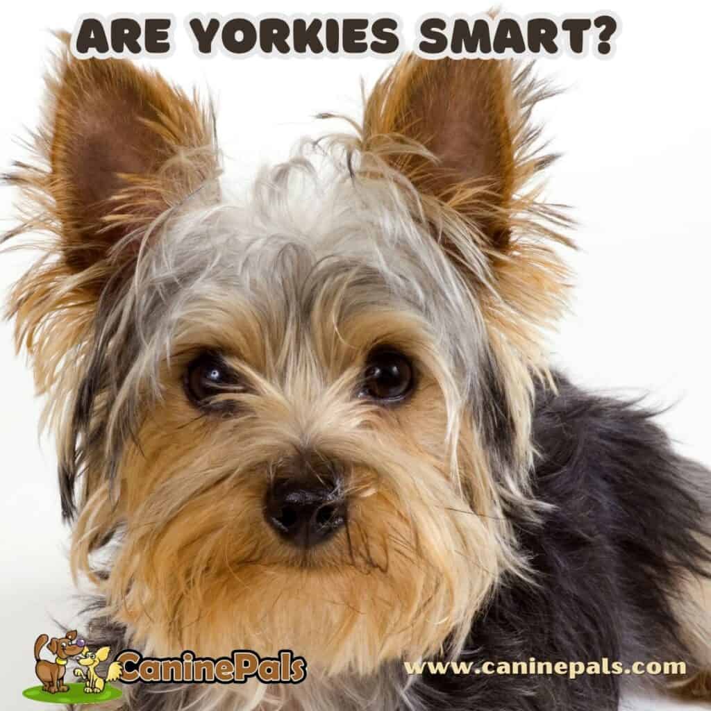 Are Yorkies Smart? A Look at Their Intelligence Levels - Canine Pals