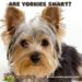 Are Yorkies Smart? A Look at Their Intelligence Levels - Canine Pals