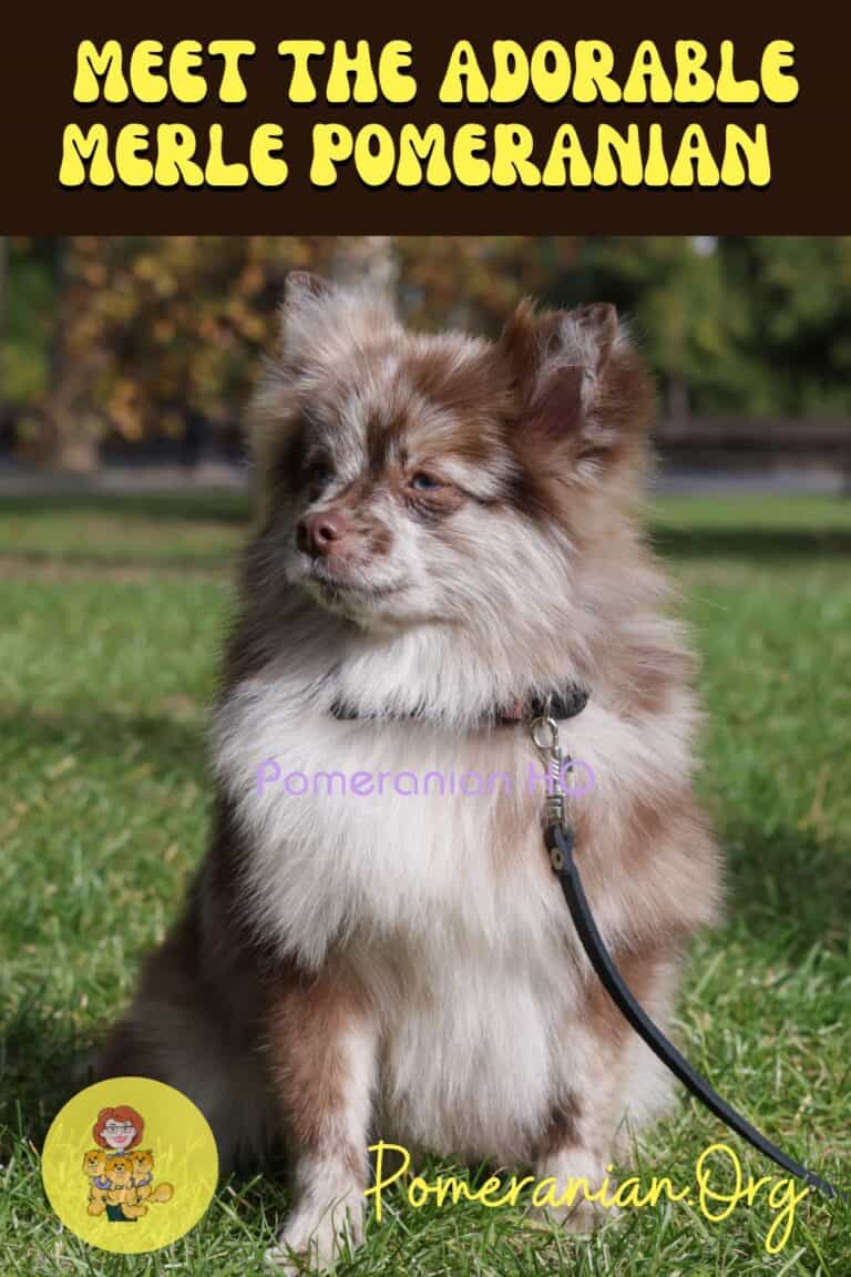 Merle Pomeranian Dogs: Breed Facts and History - Canine Pals