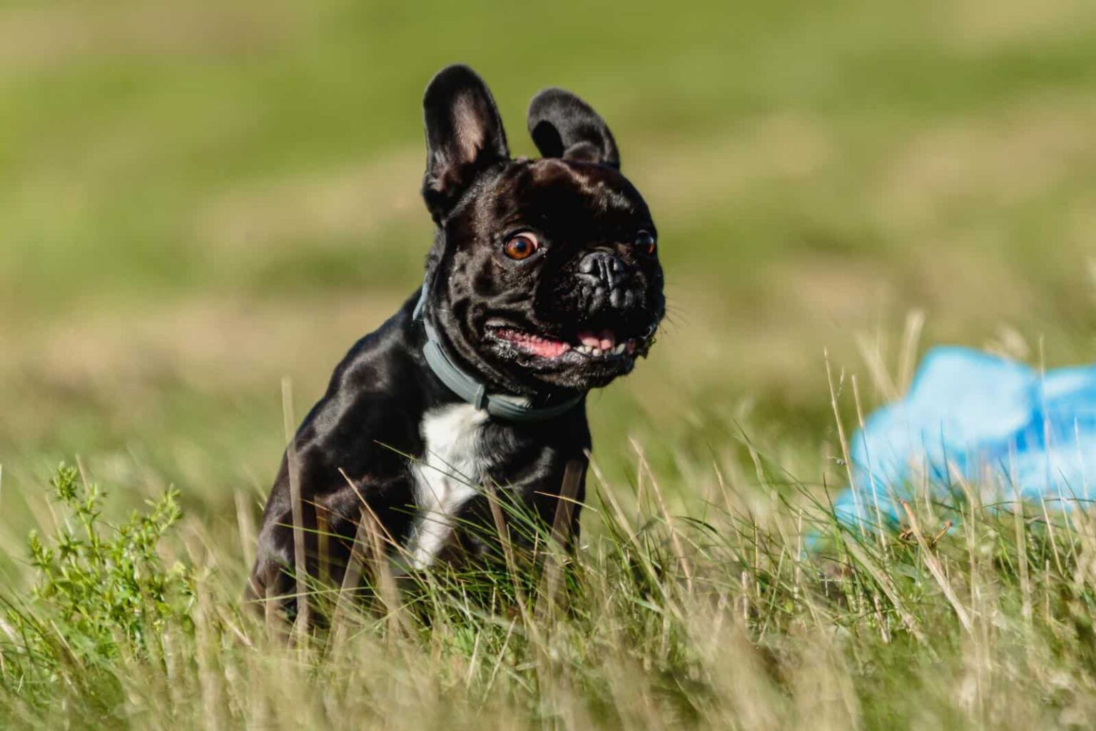 Why Do Frenchies Sleep So Much? The Surprising Reason Behind Their ...