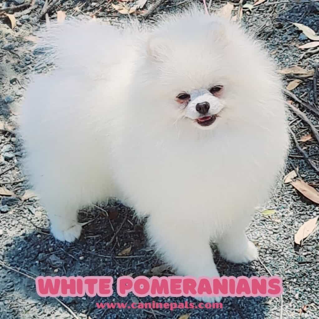 Get Ready to Fall in Love with The White Pomeranian Dog! - Canine Pals