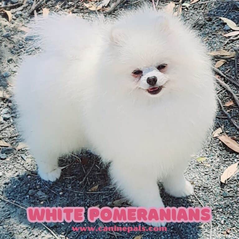 Get Ready to Fall in Love with The White Pomeranian Dog! - Canine Pals