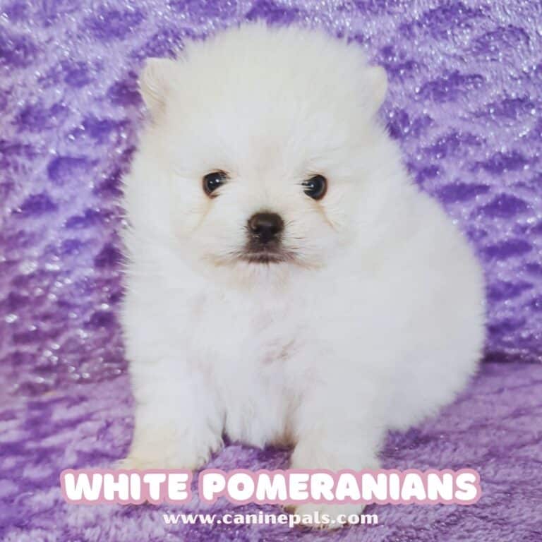 Get Ready to Fall in Love with The White Pomeranian Dog! - Canine Pals