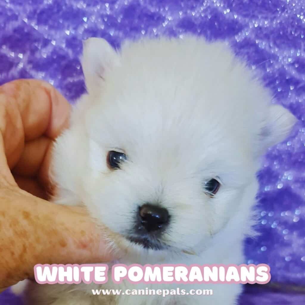 Get Ready to Fall in Love with The White Pomeranian Dog! - Canine Pals