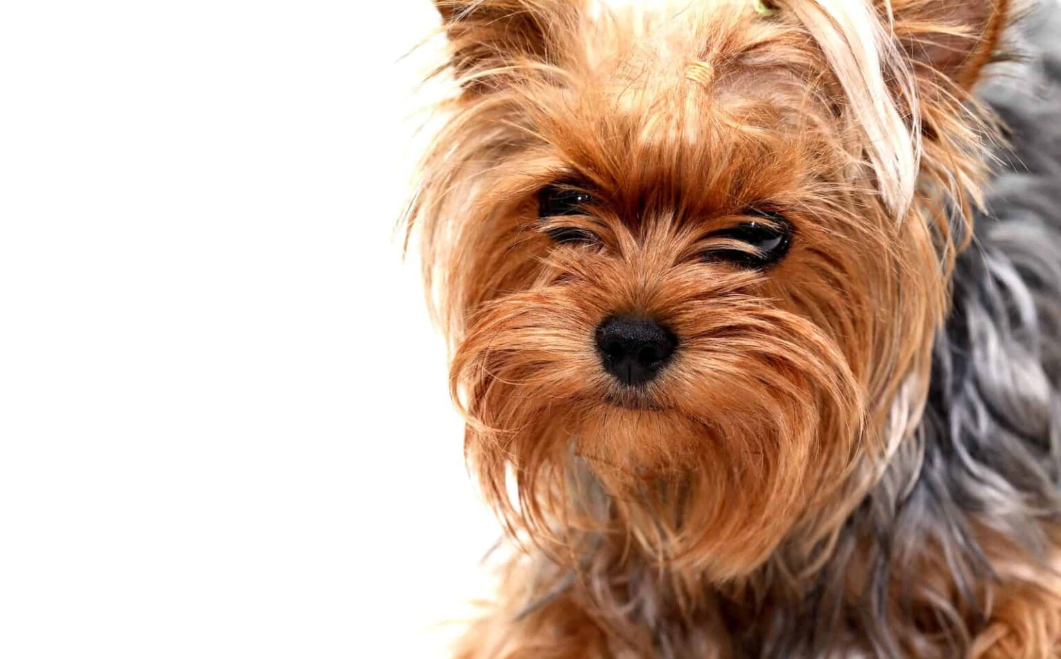 Are Yorkies Smart? A Look at Their Intelligence Levels - Canine Pals